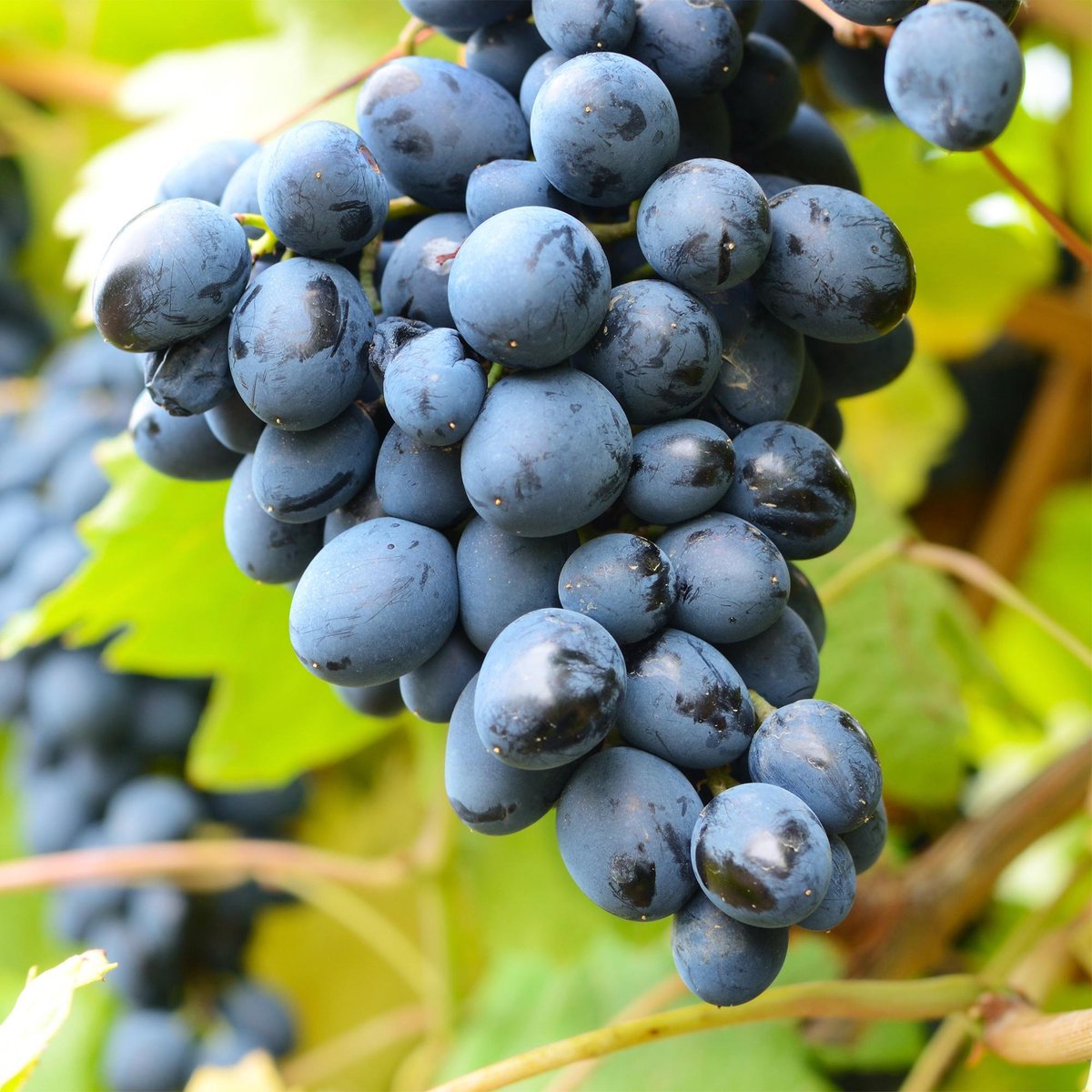 Druivenplant (blauw), Vitis vinifera 'Venus' op stam, hoogte 40-60 cm ...