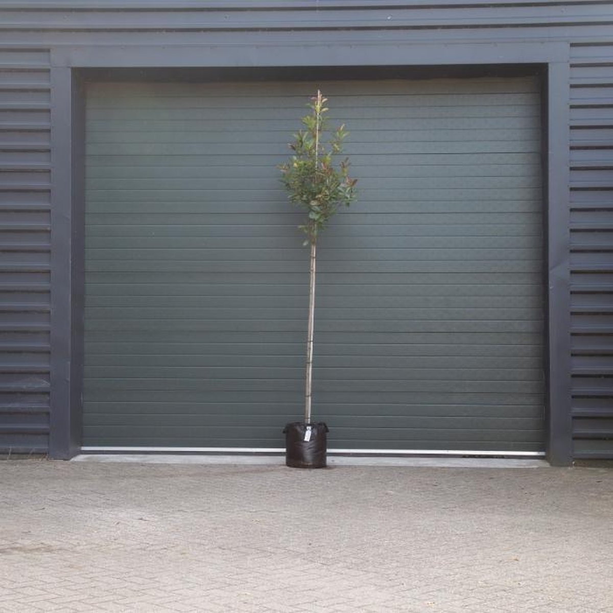 Glansmispel boomvorm - Photinia f. 'Red Robin' 170 cm stamhoogte (6 - 10 cm stamomtrek) | bol.com