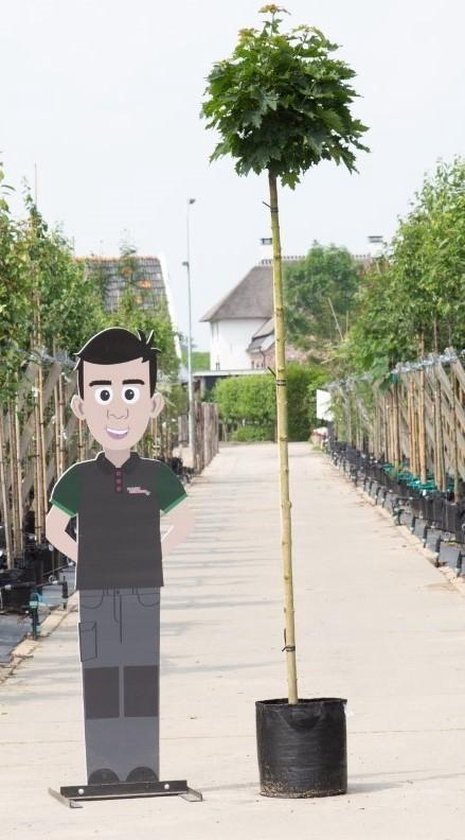 Groene bol esdoorn 220 cm stamhoogte | Acer pl. 'Globosum' 14-18 cm 220 ...