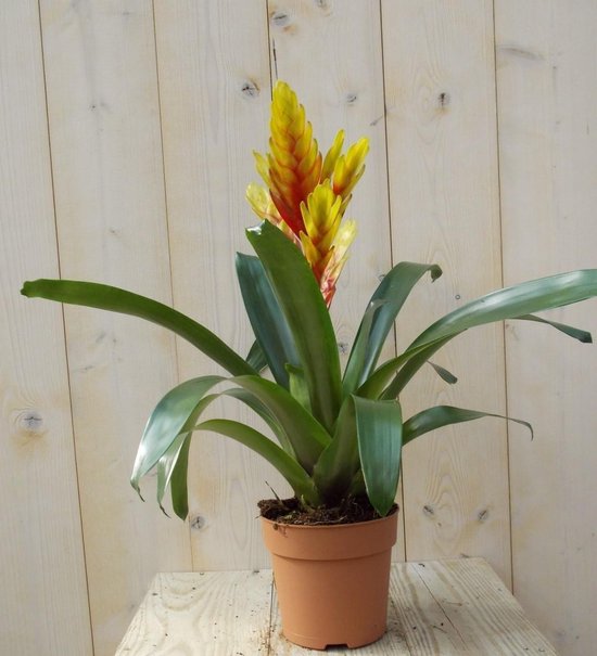 Bromelia jaune / rouge 30 cm | bol.com