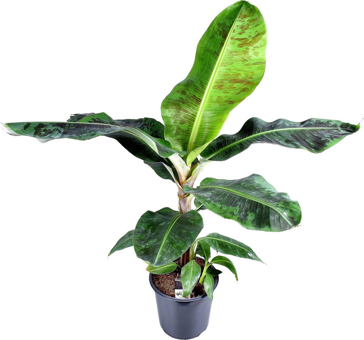 Musa 'Dwarf Cavendish' - Bananier - ↑ 80-90cm - Ø 21cm | bol.com