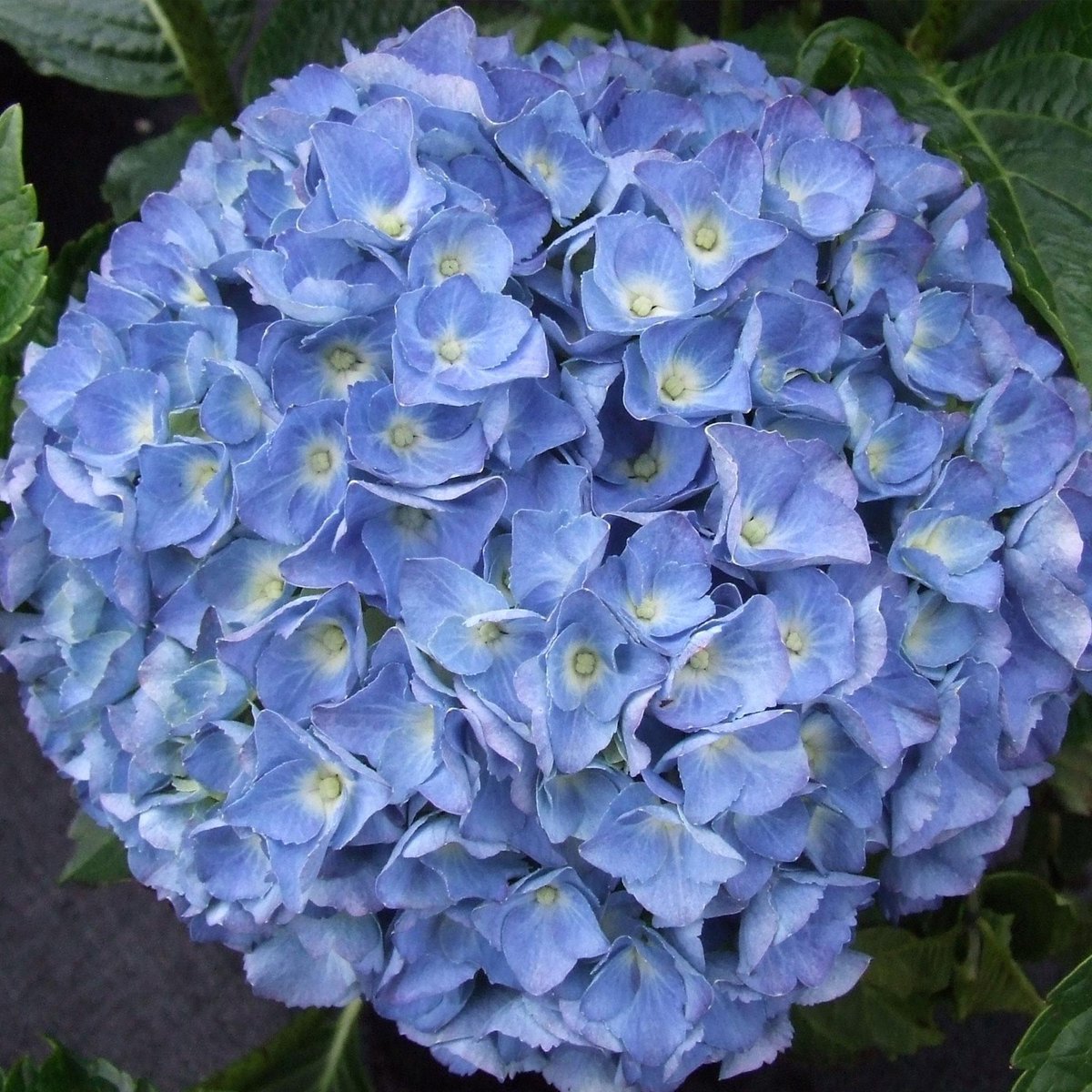 Hydrangea Magical 'Coral Blue' - Hortensia blauw - ↑ 25-35cm - Ø 23cm ...