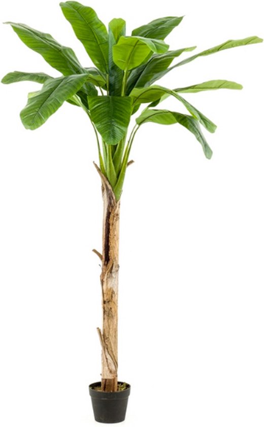 Bananenboom 180 cm | bol.com
