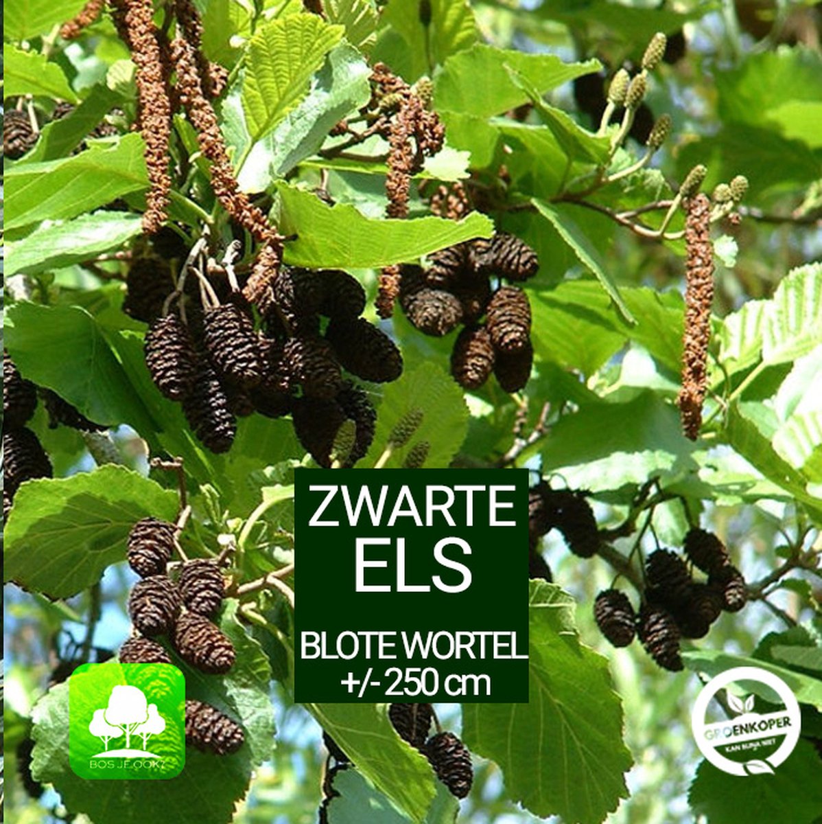 Zwarte Els - Alnus glutinosa - Blote Wortel +/- 250 cm H - Bos je ook ...