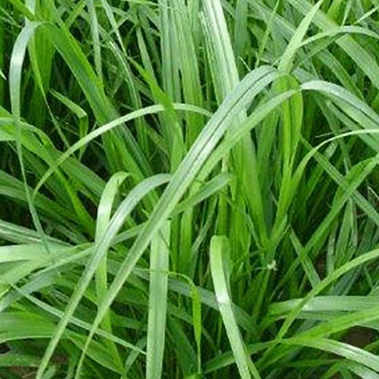 MRS Seeds & Mixtures Italiaans raaigras | bol