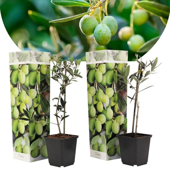 Set van 3 Olijfboompjes - Olea Europaea - Pot ⌀9cm - Hoogte 25-40cm ...