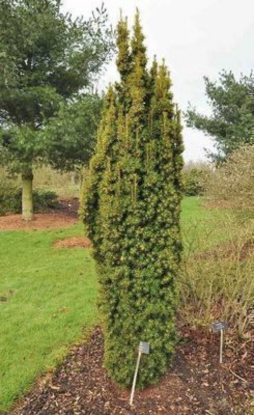 Taxus baccata 'David' - Venijnboom 25 - 30 cm in pot | bol