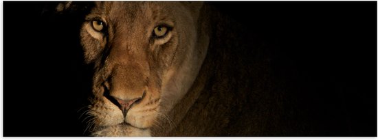 Poster (Mat) - Leeuwin in de Nacht - 90x30 cm Foto op Posterpapier met ...