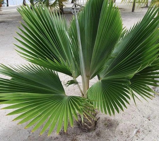 Palmboom zaden (5 stuks) - Sabal domingensis | bol