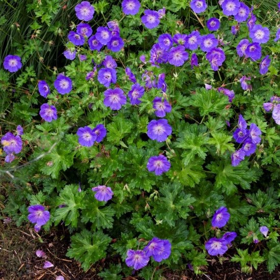 12 x Geranium Rozanne Paars|Roze - Tuinplanten Winterhard ...