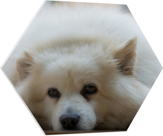 WallClassics - PVC Schuimplaat Hexagon - Liggende Amerikaanse Eskimo ...