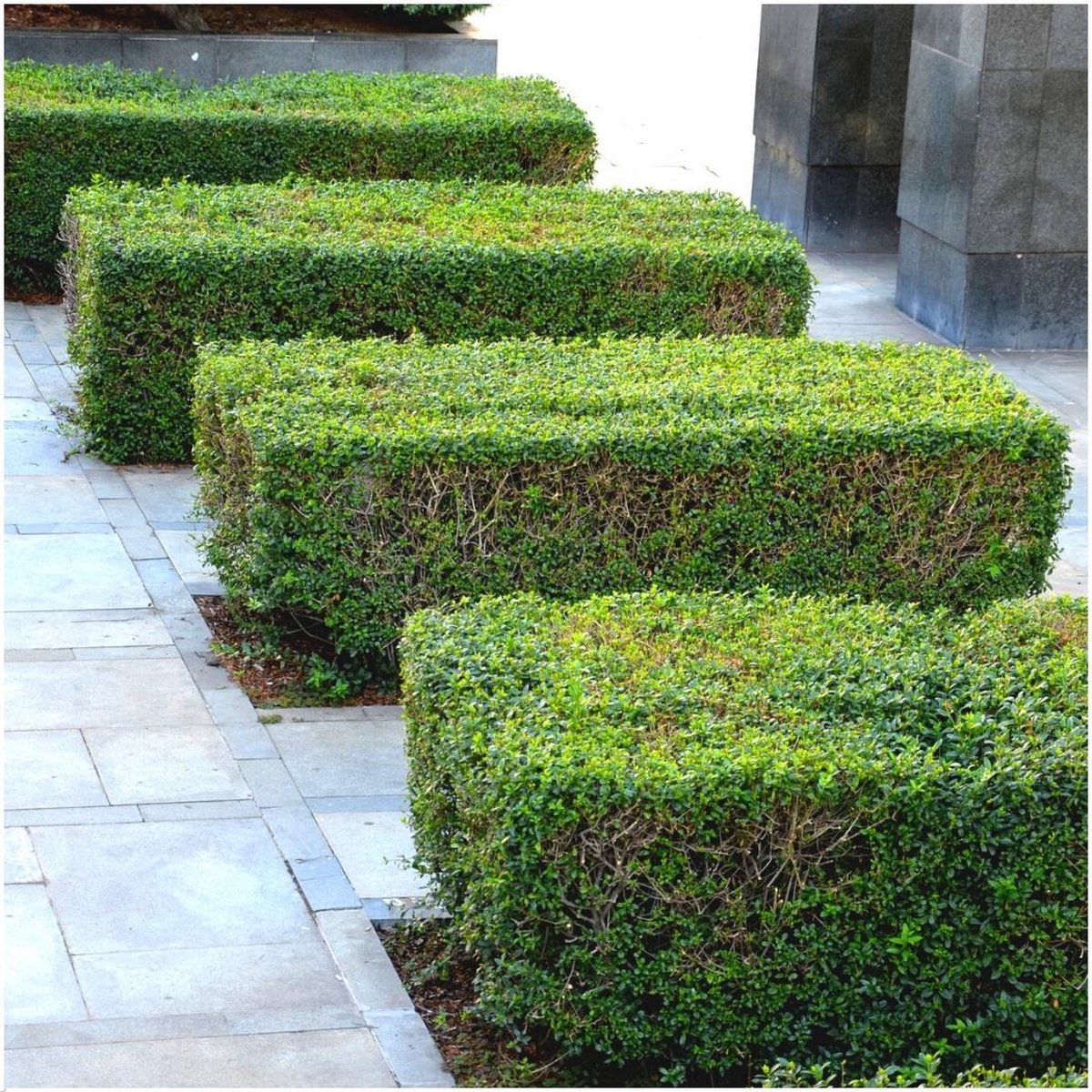 Plants by Frank - 1 meter Haagliguster - Ligustrum Ovalifolium Set van ...