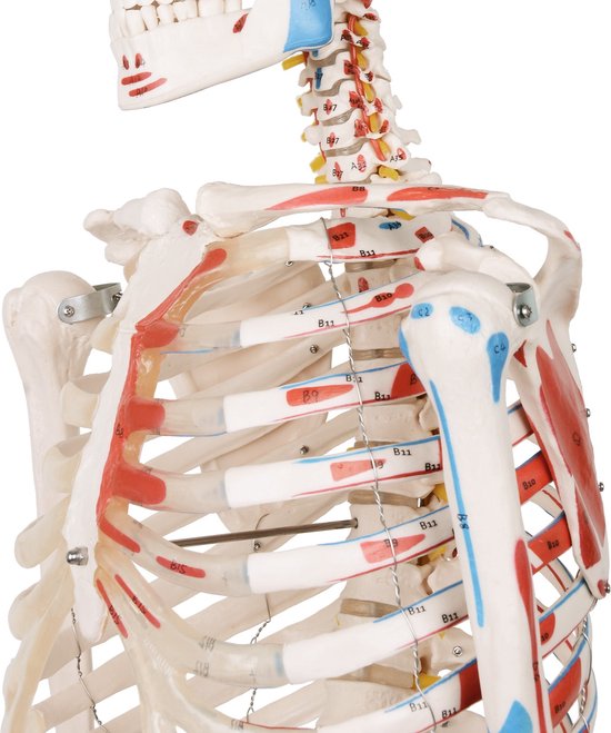 Jago® Anatomisch Skelet met Spieren, 6 ft, PVC, incl. Beschermhoes, Standaard met... | bol
