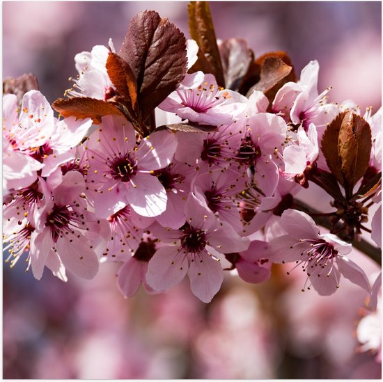 WallClassics - Poster Glanzend – Roze Bloementjes in een Boom - 80x80 ...