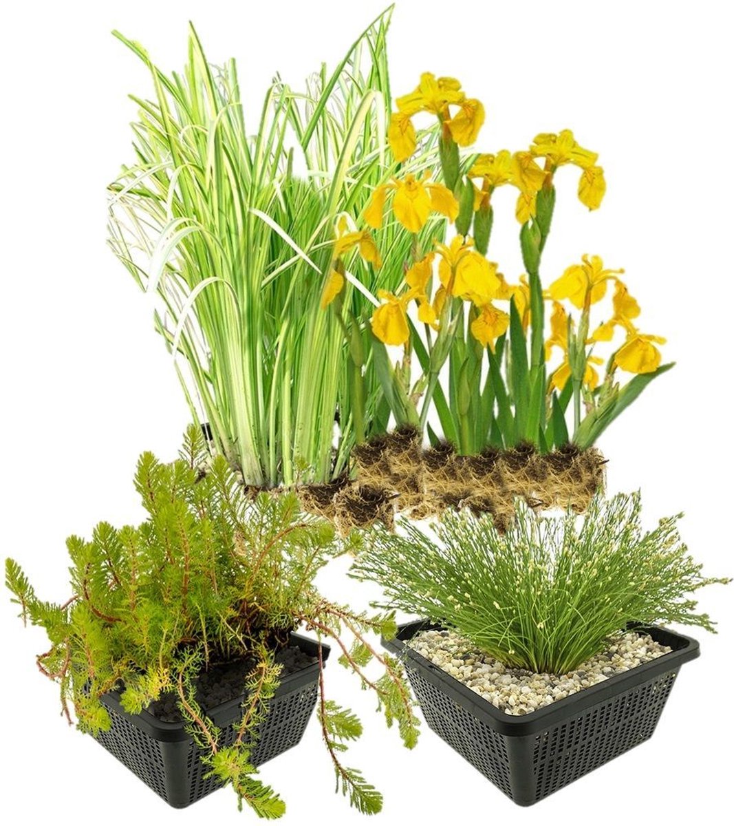 Waterworld Helophyte filter Purification de l'eau - 24 plantes - pour 2 ...