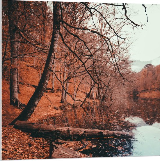 PVC Schuimplaat- Boomstronken in het Water in Herfstig Bos - 80x80 cm ...