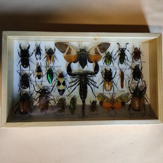 insecten in lijst insect kever kevers schorpioen schorpioenen vlinder ...