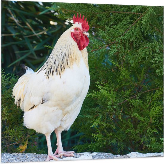 Vlag - Beige kip tegen Groene Varens - 100x100 cm Foto op Polyester ...