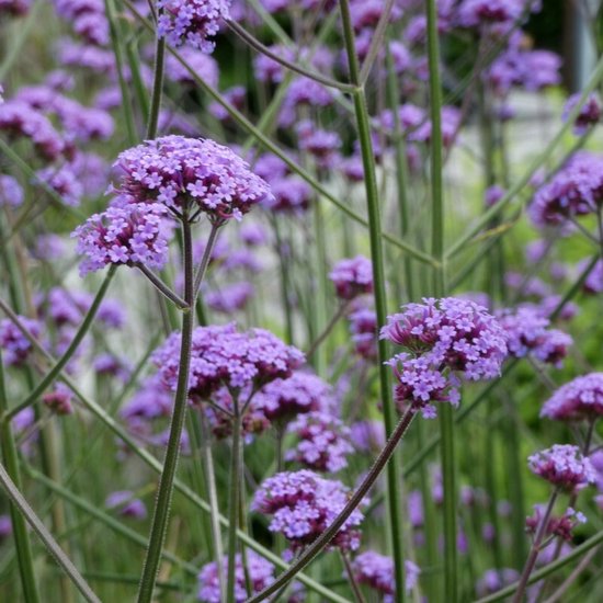 12 x Verbena bonariensis Lila - Tuinplanten Winterhard - IJzerhard in ...
