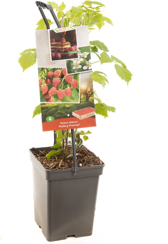 Rubus idaeus Malling Promise | bol.com