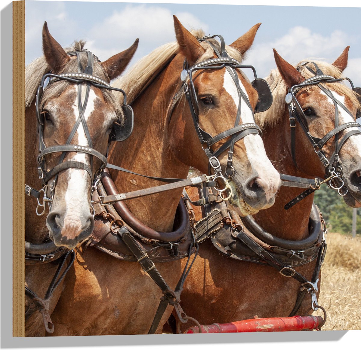WallClassics - Bois - Trois Chevaux de Charrette Belges - 50x50 cm - 9 ...