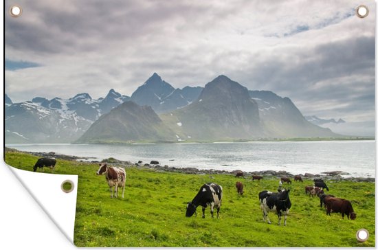 Tuinposter Koe - Berg - Zee - 130x80 cm - Wanddecoratie Buiten ...