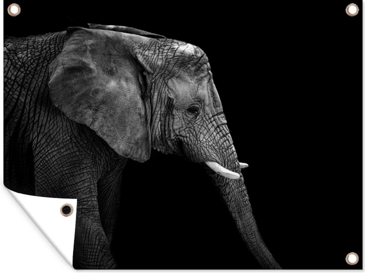 Tuin decoratie Olifant - Zwart wit - Portret - Dieren - 40x30 cm | bol.com