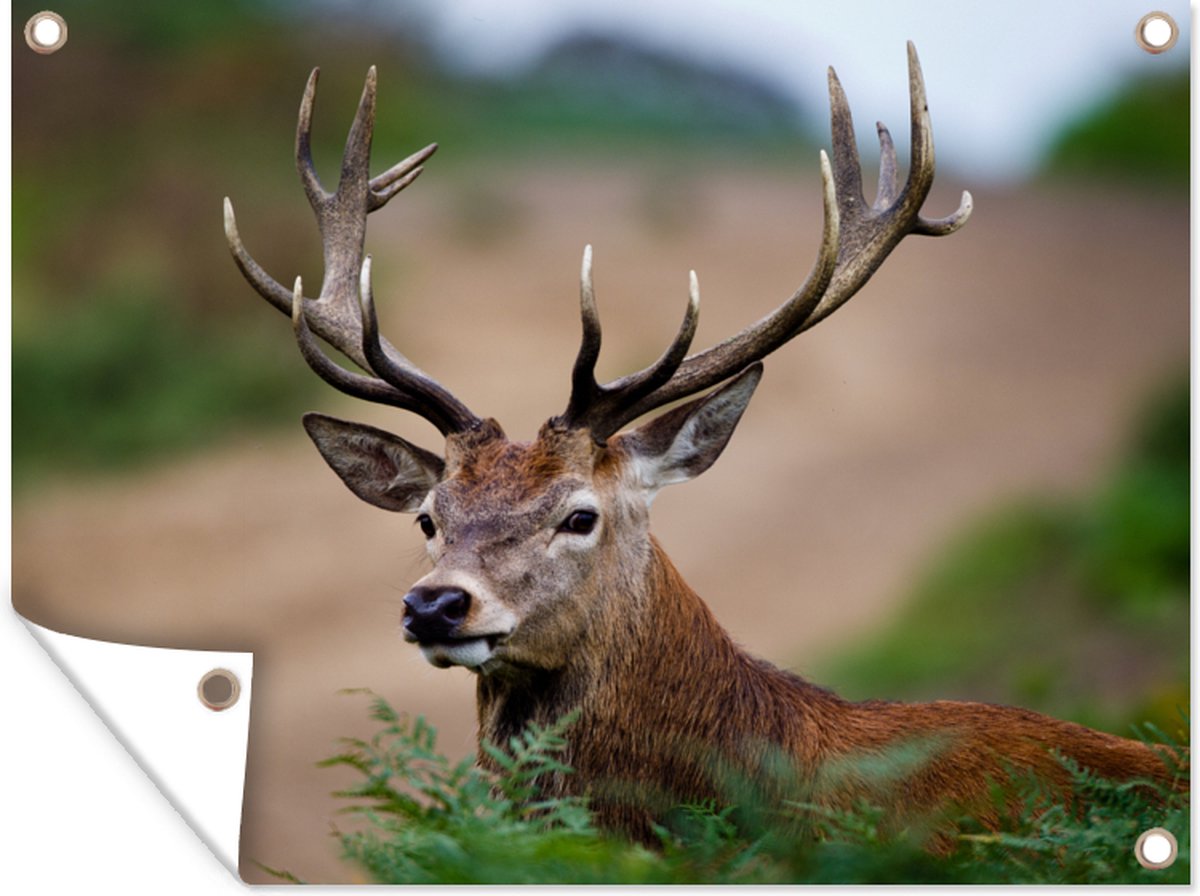 Tuin decoratie Hert - Varens - Natuur - 40x30 cm | bol.com