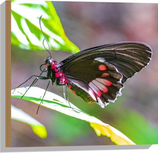 Hout - Parides Photinus Vlinder op Blad van Groene Plant - 50x50 cm - 9 ...