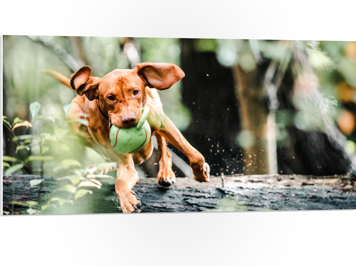 PVC Schuimplaat - Spelende Hond met Bal bij Boomstam in Bos - 100x50 cm ...