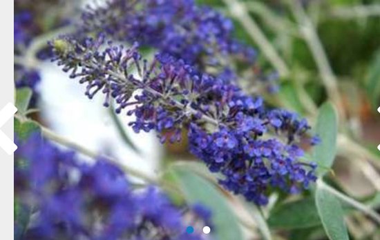 Buddleja davidii ' Adonis Blue' - Vlinderstruik 30 - 40 cm in pot | bol