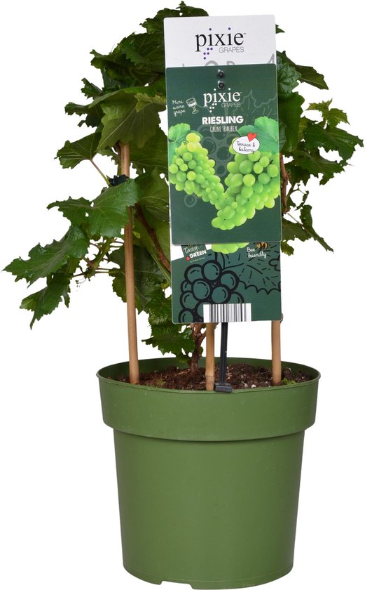 Vitis Pixie 'Riesling' - ↨70cm - Ø21 | bol.com
