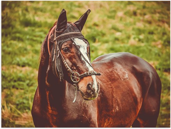 WallClassics - Poster (Mat) - Prachtig Paard met Witte Bles - 40x30 cm ... WallClassics - Poster (Mat) - Prachtig Paard met Witte Bles - 40x30 cm ...
