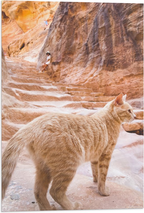 Vlag - Rode Kat Lopend door Rotsachtige Omgeving - 40x60 cm Foto op ...