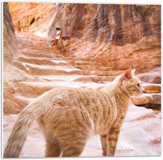 PVC Schuimplaat- Rode Kat Lopend door Rotsachtige Omgeving - 50x50 cm ...