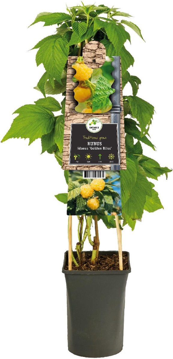 Gele Framboos Rubus Idaeaus Golden Bliss 75 cm klimplant | bol.com