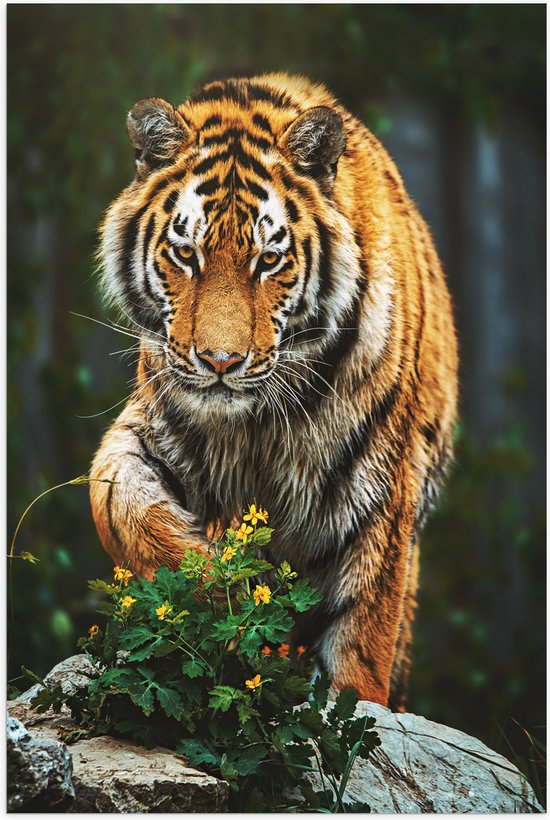 Poster (Mat) - Siberische Tijger Klimmend op Rots met Gele Bloemetjes - 50x75 cm Foto... | bol
