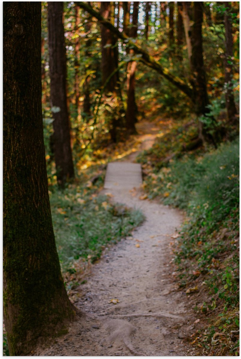 WallClassics - Poster (Mat) - Wandelpad in het Bos - 60x90 cm Foto op ...