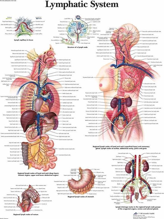 Het menselijk lichaam poster - Lymfe (gelamineerd, 50x67 cm) + ophangsysteem | bol