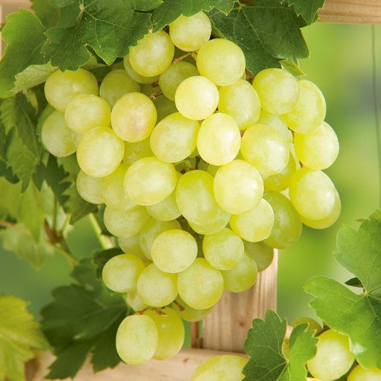 Druivenplant, Vitis vinifera 'Lakemont' op stam | bol