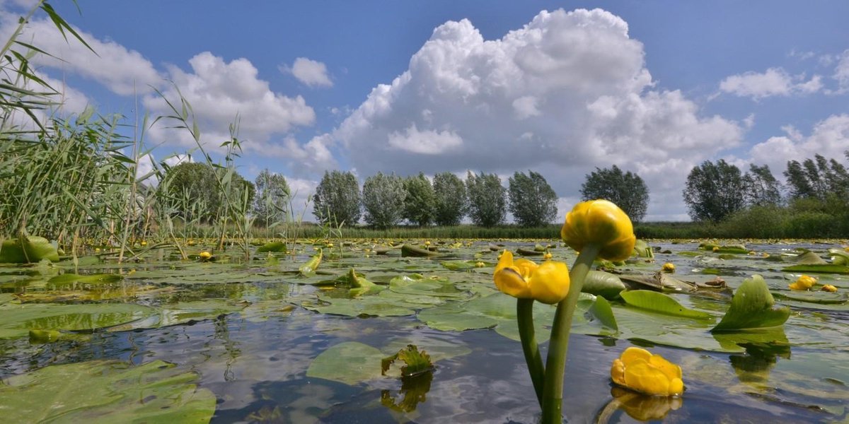 Fotobehang bloeiende Gele Plomp 450 x 260 cm | bol.com