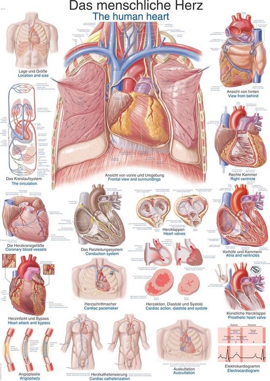 Het menselijk lichaam - anatomie poster hart (Duits/Engels, papier, 50x70 cm) +... | bol
