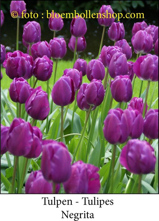 tulp Negrita 25 bollen maat 12/+ tulpen bloembollen | bol.com