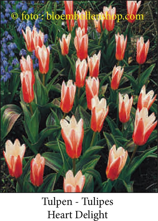 tulp Heart Delight 25 bollen maat 12/+ tulpen - bloembollen ...