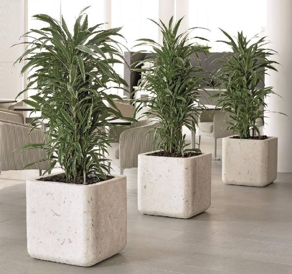 Ficus Microcarpa Compacta | Bonsai | bol.com