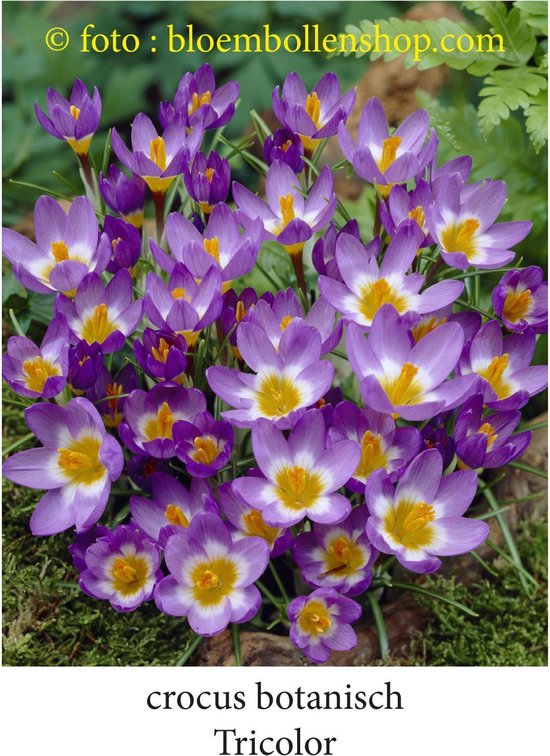 krokus - crocus Tricolor 50 bollen maat 6/+ | bol
