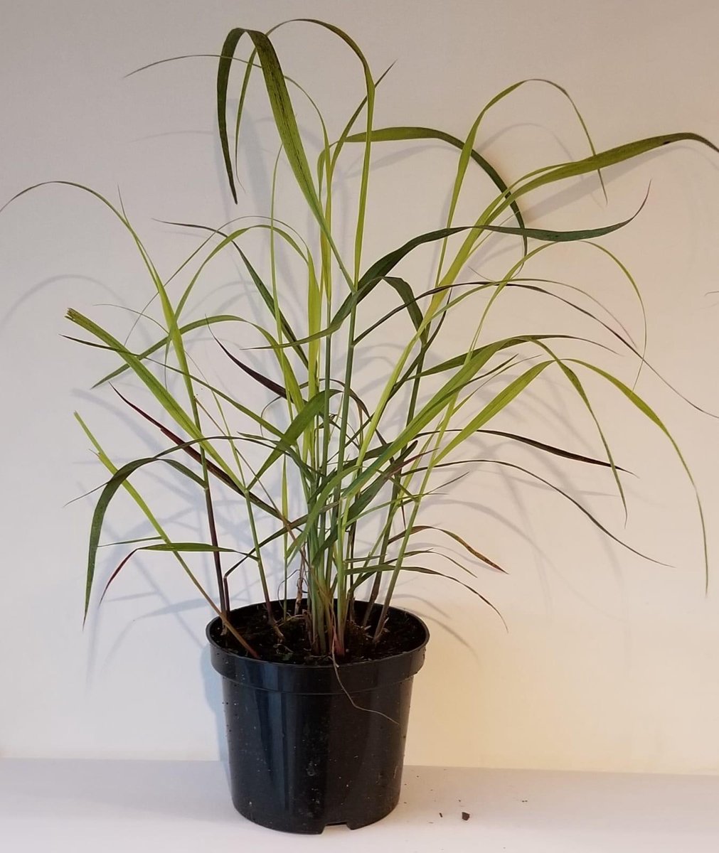 4 x Panicum virgatum Shenandoah XL - Vingergras in C1,5 liter pot | bol.com