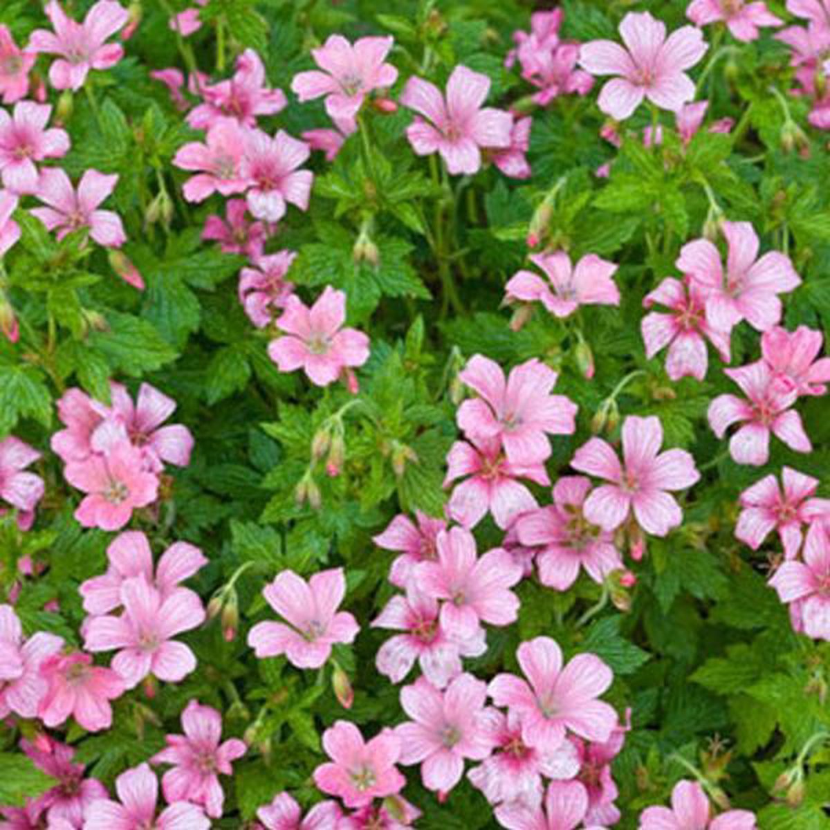 6 x Geranium Endressi 'Wargrave Pink' - Géranium vivace d'Endress godet ...