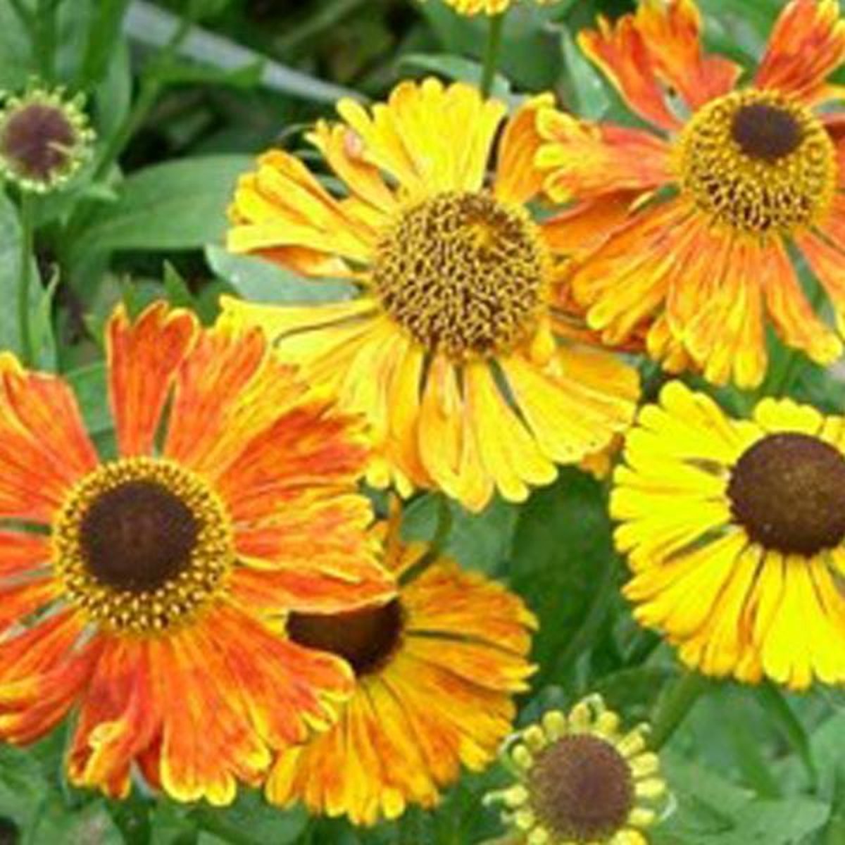6 x Helenium 'Waltraut'- Zonnekruid pot 9x9cm | bol.com