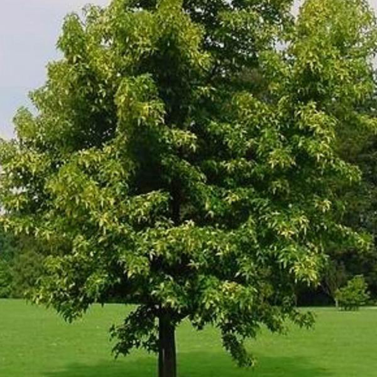 Liquidambar Styraciflua 'Aurea' - Amberboom - 150-175 cm pot | bol.com
